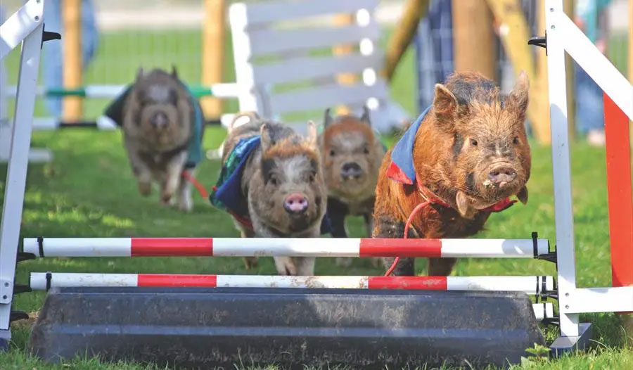 Pennywell Farm's Journey with Gradwell's Wave Phone System